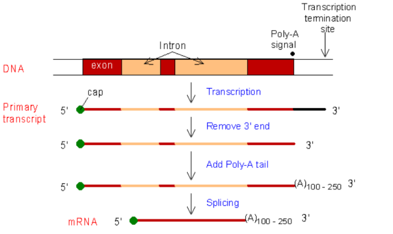 AP Biology 4.1 Cell Communication Study Notes