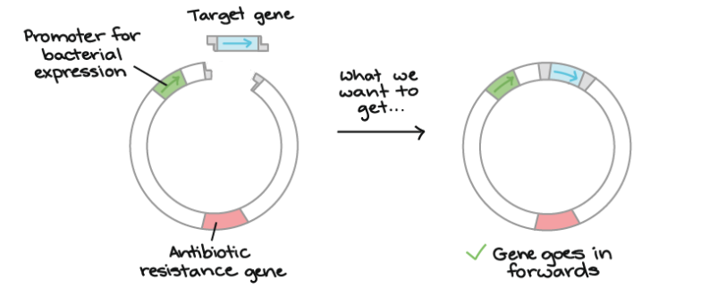 AP Biology 4.1 Cell Communication Study Notes