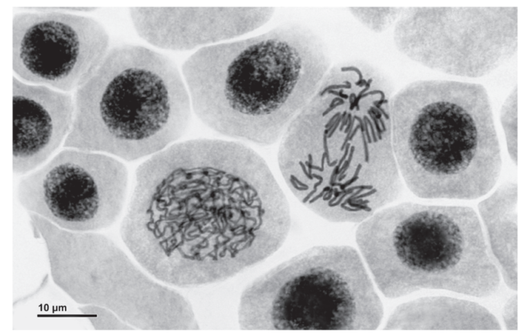 IB DP Biology D2.1 Cell and nuclear division-FA 2025- IB Style Question ...