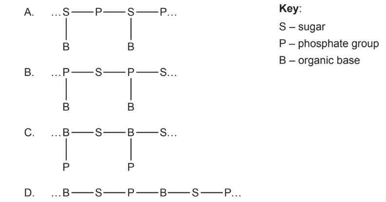 IB DP Biology Topic 2: Molecular biology 2.6 Structure of DNA and RNA ...