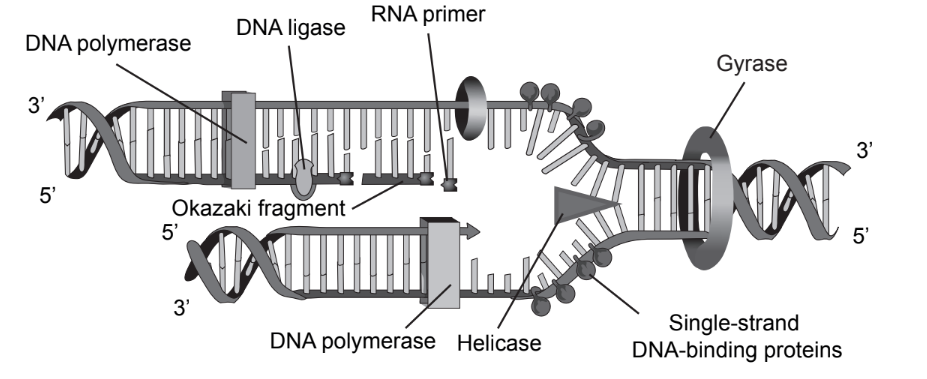 IB DP Biology Topic 7: Nucleic acids : 7.1 DNA structure and ...