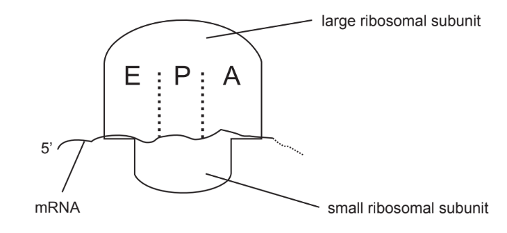 IB DP Biology Topic 7: Nucleic acids : 7.2 Transcription and gene ...