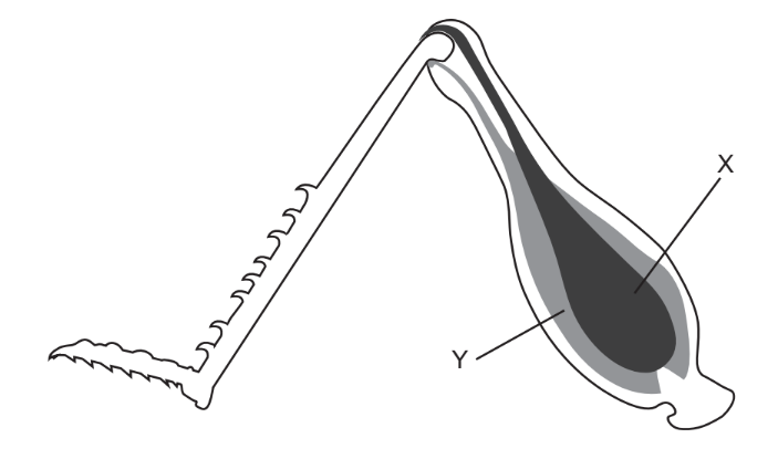 IB DP Biology Topic 11: Animal physiology : 11.2 Movement HL Paper 1