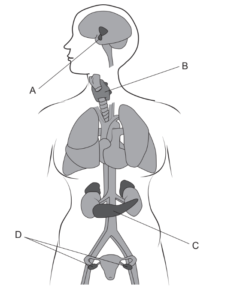 IB DP Biology Topic 6: Human physiology : 6.6 Hormones, homeostasis and ...