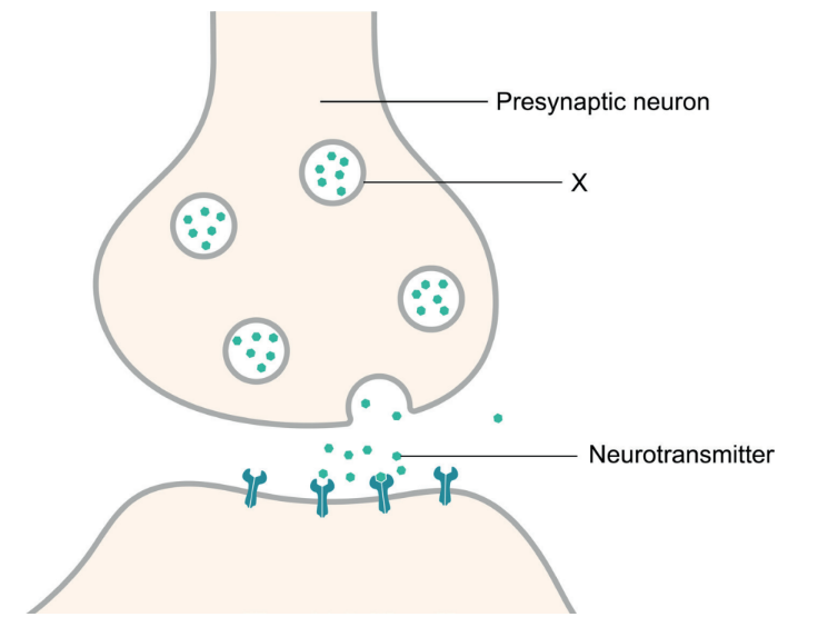 IB DP Biology Topic 6: Human physiology : 6.5 Neurons and synapses ...