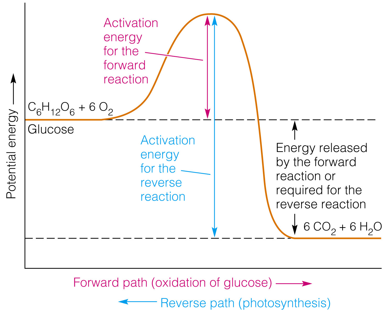 AP Chemistry Unit 6.2 Energy Diagrams - eLearning APP by IITians