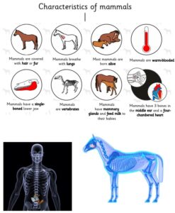 Year 4 Science: use classification keys to group living things-Study ...