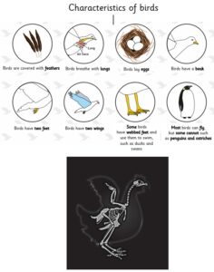 Year 4 Science: use classification keys to group living things-Study ...