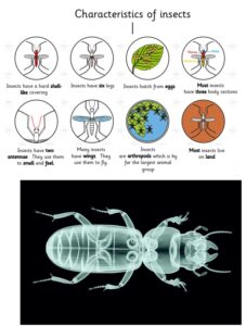 Year 4 Science: use classification keys to group living things-Study ...