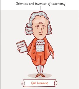 Year 4 Science: use classification keys to group living things-Study ...