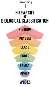 Year 4 Science: use classification keys to group living things-Study ...