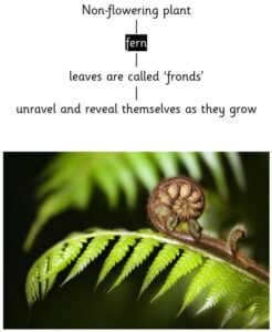 Year 4 Science: use classification keys to group living things-Study ...