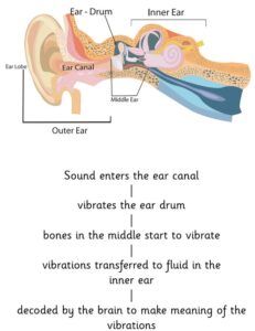 Year 4 Science: Making Sounds-Study notes, Worksheets and Online ...
