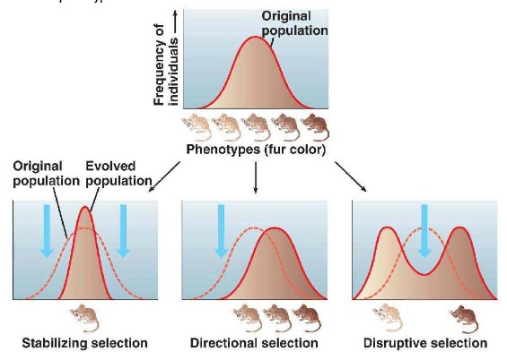 Topic 10: Genetics and evolution (AHL)-10.3 Gene pool and speciation