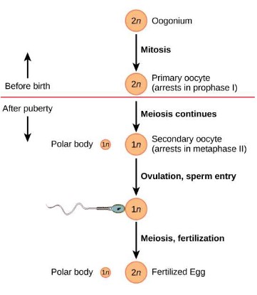 Topic 11: Animal physiology (AHL)-11.4 Sexual and reproduction