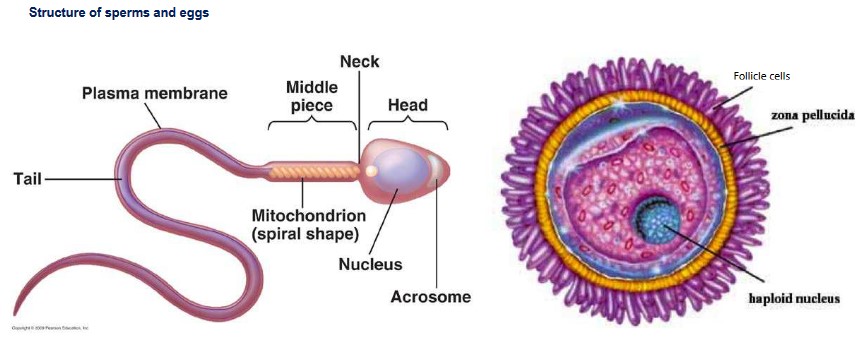 Topic 11: Animal physiology (AHL)-11.4 Sexual and reproduction