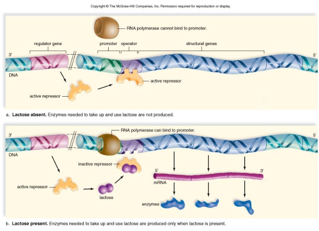 Topic 7: Nucleic acids (AHL) -7.2 Transcription and gene expression