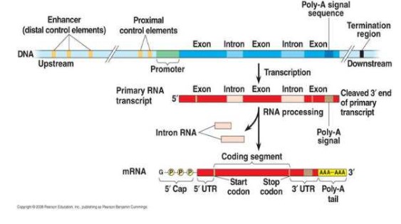 Topic 7: Nucleic acids (AHL) -7.2 Transcription and gene expression
