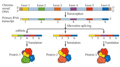 Topic 7: Nucleic acids (AHL) -7.2 Transcription and gene expression
