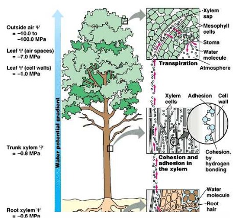 Topic 9: Plant biology (AHL)-9.1 Transport in the xylem of plants