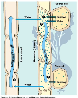 Topic 9: Plant biology (AHL)-9.2 Transport in the phleom of plant
