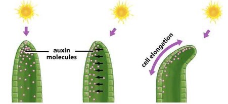 Topic 9: Plant biology (AHL)-9.3 Growth in plants