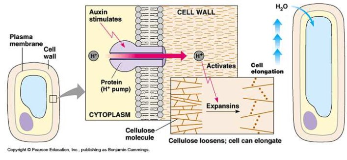 Topic 9: Plant biology (AHL)-9.3 Growth in plants