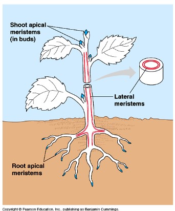 Topic 9: Plant biology (AHL)-9.3 Growth in plants