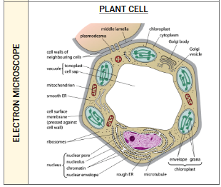 A Level Biology Topic 1.1: The microscope in cell studies Notes