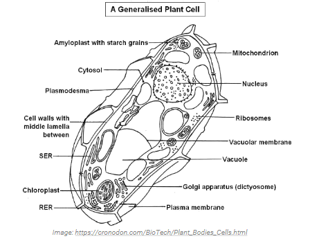 A Level Biology Topic 1.2: The microscope in cell studies Notes
