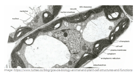 A Level Biology Topic 1.2: The microscope in cell studies Notes