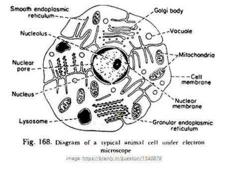 A Level Biology Topic 1.2: The microscope in cell studies Notes