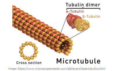 A Level Biology Topic 1.2: The microscope in cell studies Notes