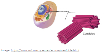 A Level Biology Topic 1.2: The microscope in cell studies Notes