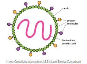 A Level Biology Topic 1.2: The microscope in cell studies Notes