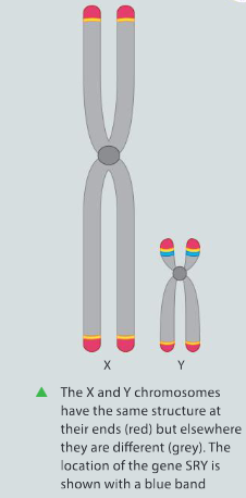 IB MYP 4-5 Biology Chapter 2 : Transformation–Practice Questions