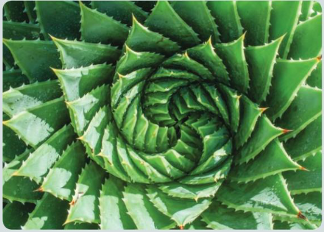 IB MYP 4-5 Biology Chapter 9 : Patterns–Practice Questions