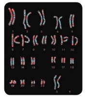 IB MYP Biology meiosis Practice Questions