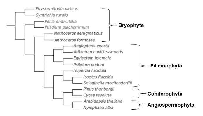 Unicellular Autotrophs Examples