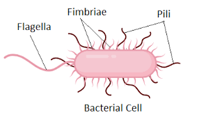 IB DP Biology 1.2 Ultrastructure of cells Question Bank SL Paper 1