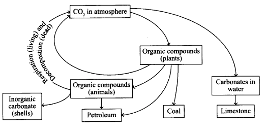Carbon Cycle Diagram Ib