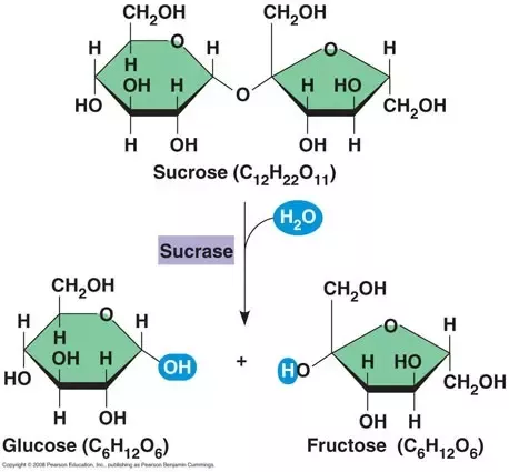 IB DP Biology Topic 2: Molecular biology 2.2 Water Question Bank SL Paper 1