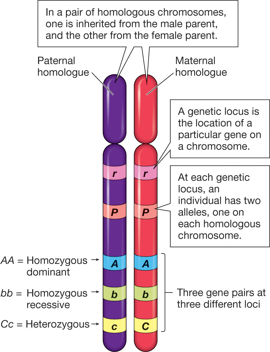 IB DP Biology Topic 3: Genetics 3.1 Genes Questions Bank HL Paper 1