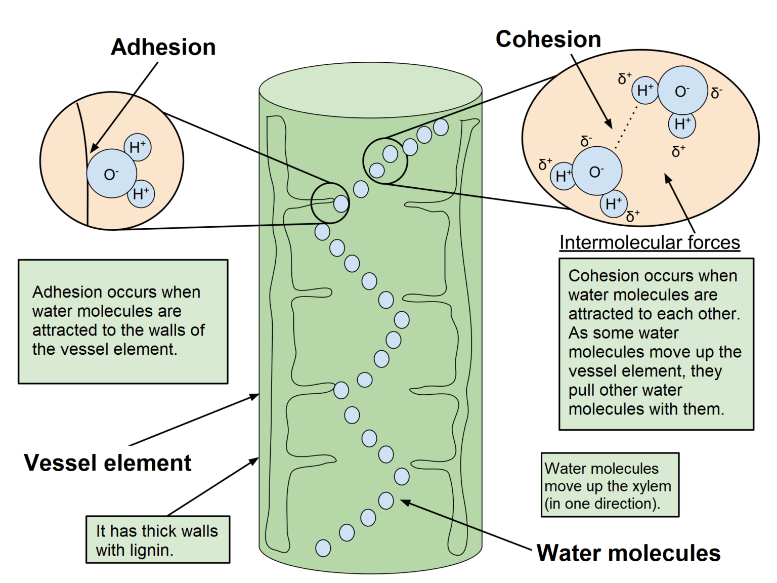 IB DP Biology Topic 2: Molecular biology 2.2 Water Question Bank SL Paper 1