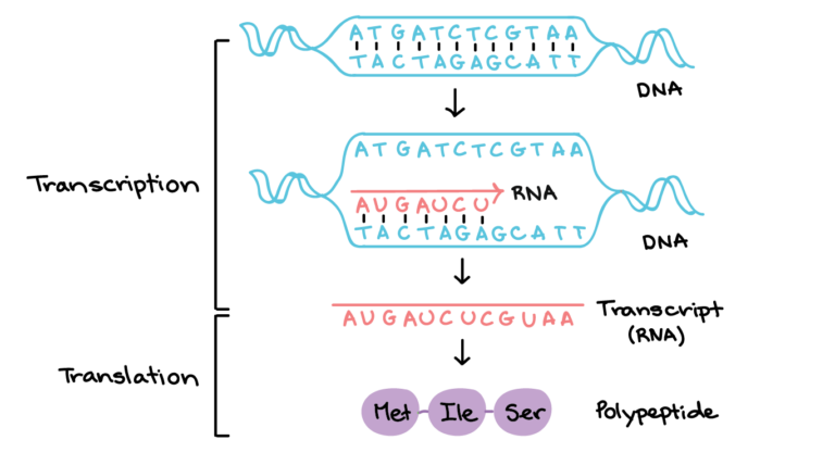 IB DP Biology Topic 2: Molecular biology 2.7 DNA replication ...