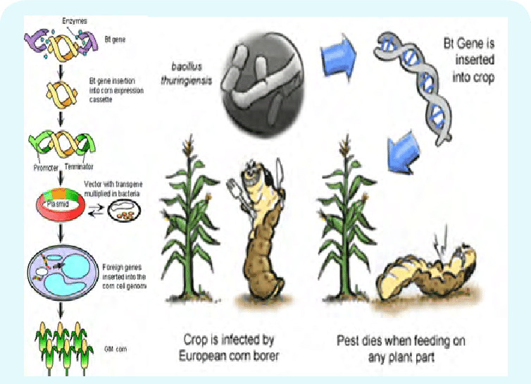 IB DP Biology Topic 3: 3.5 Genetic modification and biotechnology ...