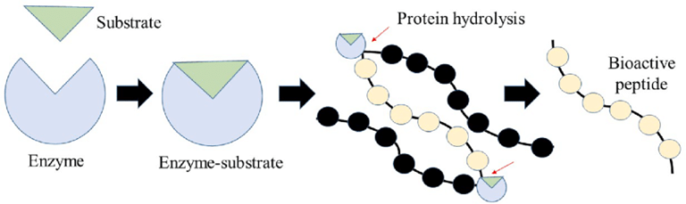 IB DP Biology 2.1 Molecules to metabolism Question Bank HL Paper 1
