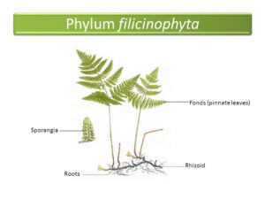 IB DP Biology-C1.3 Photosynthesis -FA 2025- IB Style Questions For HL ...