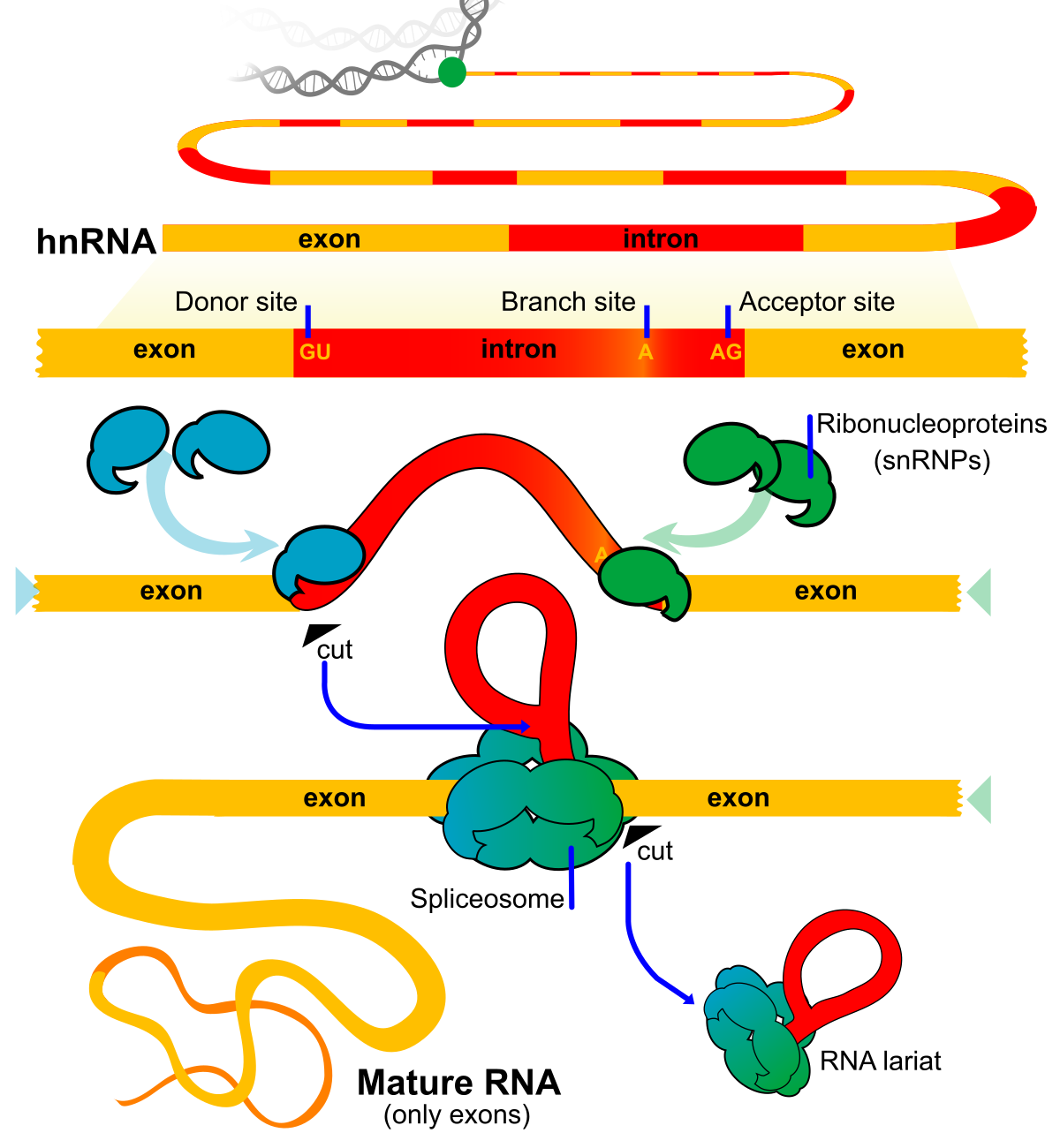IB DP Biology Topic 7: Nucleic acids : 7.1 DNA structure and ...