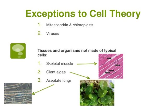 IB DP Biology 1.1 Introduction to cells Question Bank HL Paper 1